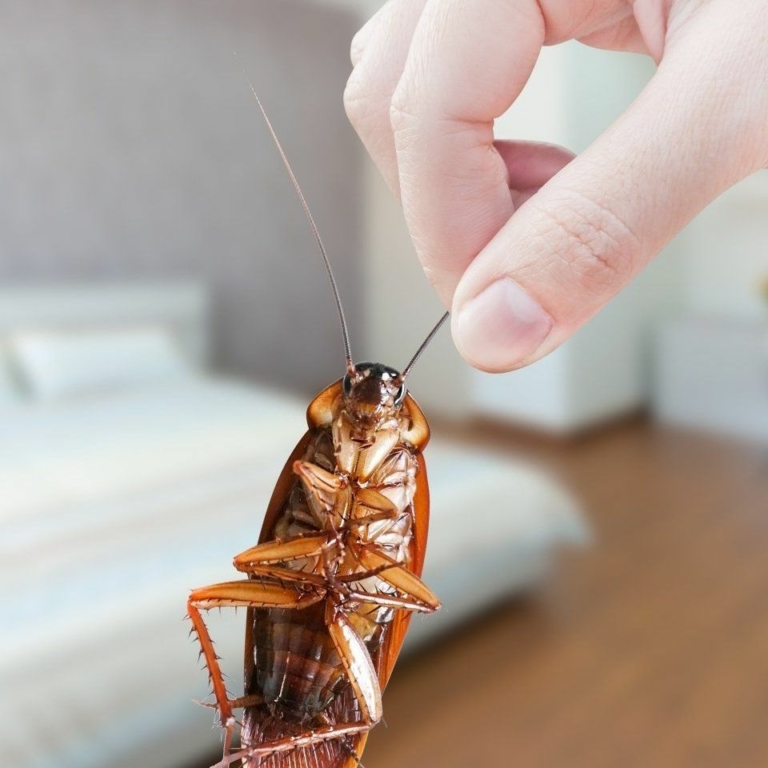 Action Termite Solutions - Action Termite Solution | Sunshine Coast ...